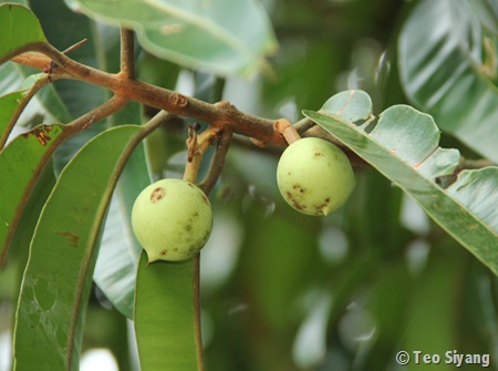 Urban Forest: Elaeocarpus mass flowering and fruiting
